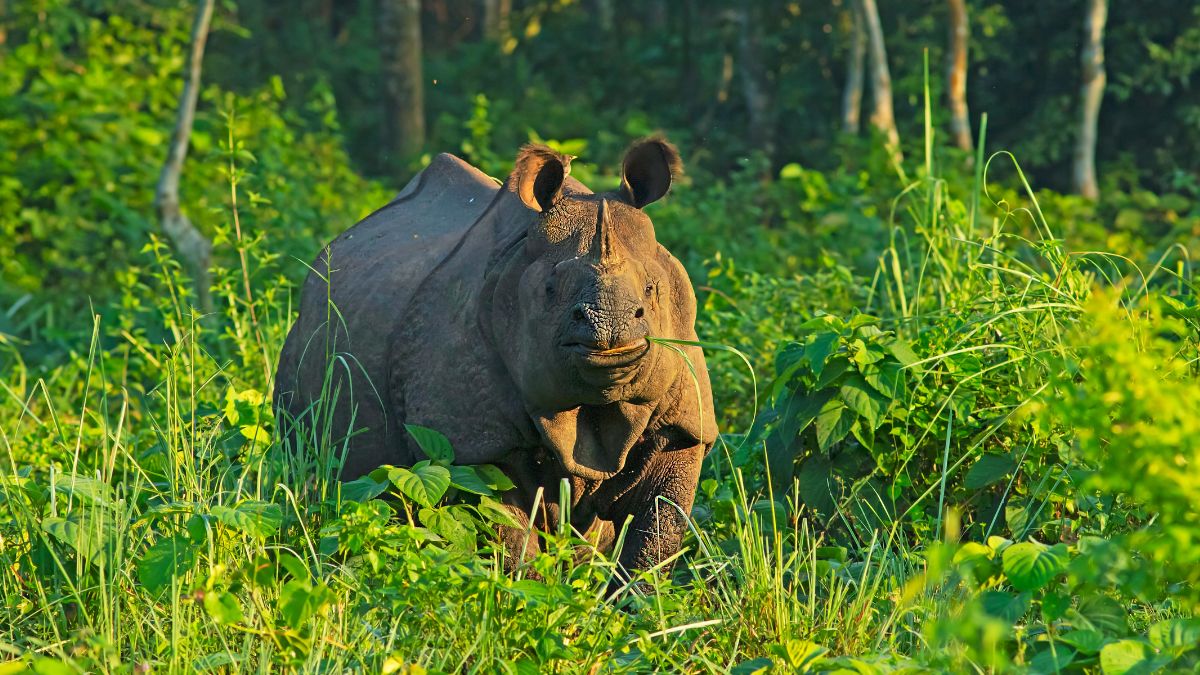 Hope and Risk: Why saving rhinos depends on global commitment - EastMojo