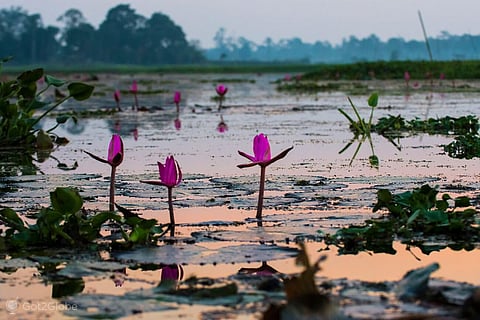 Assam: Maguri Beel turns into bird paradise with arrival of winter
