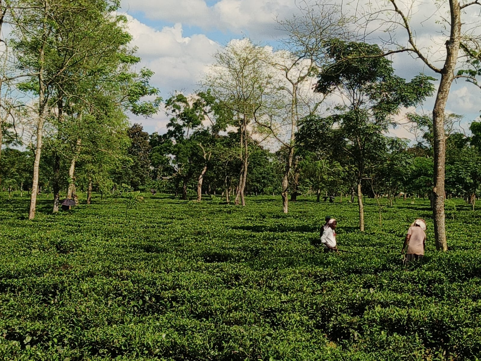 Triple threat: A 30-year study shows how troubled the Assam tea industry is