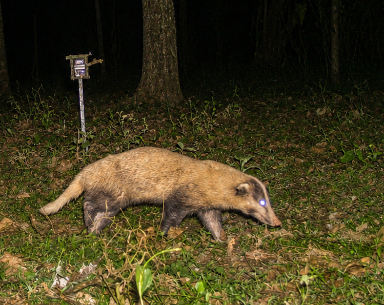 Tiger survey in Kaziranga leads to a rare wildlife breakthrough